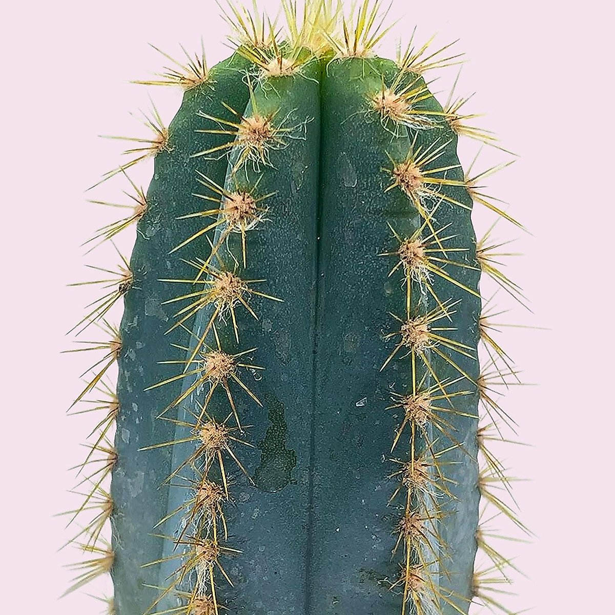 BubbleBlooms Blue Columnar Cactus, Pilosocereus pachycladus Cacti, Column Blue Torch, in a 4 inch Pot
