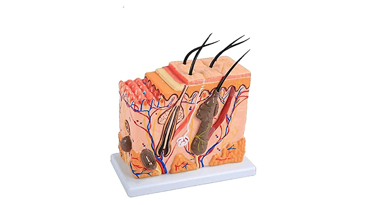 Human Skin Anatomy Model for Medical Study & Teaching