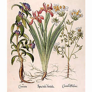 [Stinking iris] Spatula foetida; [Orlaya] Caucalis Dodonei; [Crosswort gentian] Cruciata