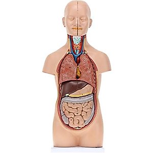 Axis Scientific 12-Part Unisex Mini Torso Anatomy Teaching Model, Includes Teaching Booklet