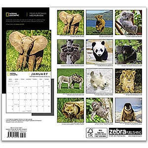 National Geographic Baby Animals 2021 Wall Calendar