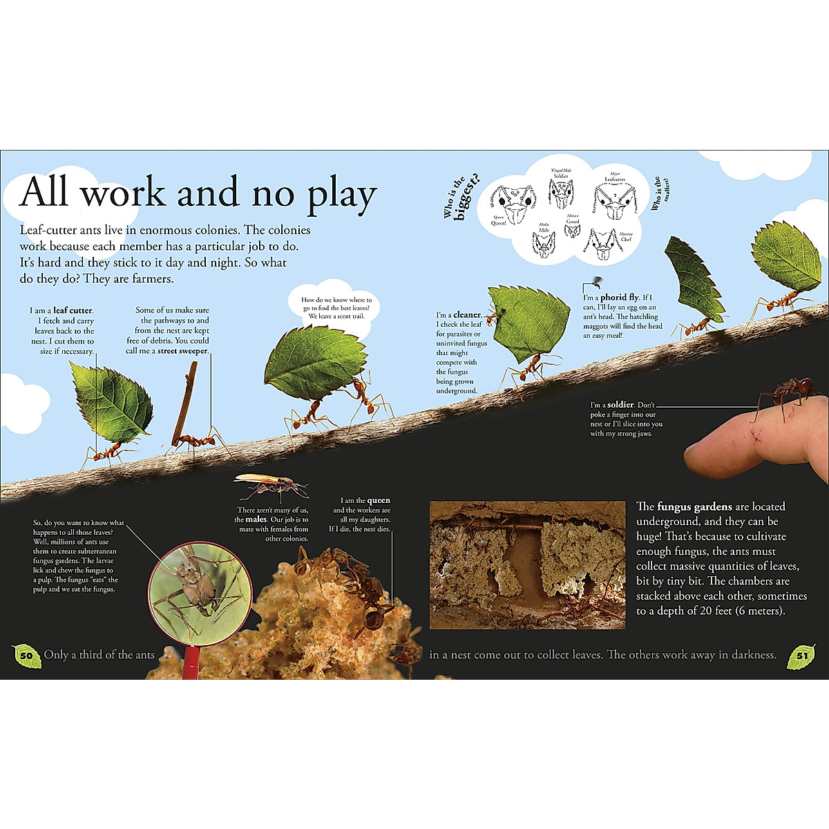 Everything You Need to Know About Bugs