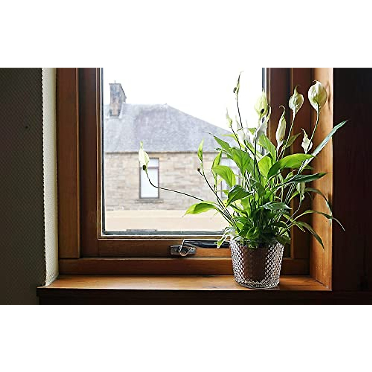 Peace Lily Potting Soil Mix (2 Quarts), for Planting, Growing, or Repotting Peace Lily Plants