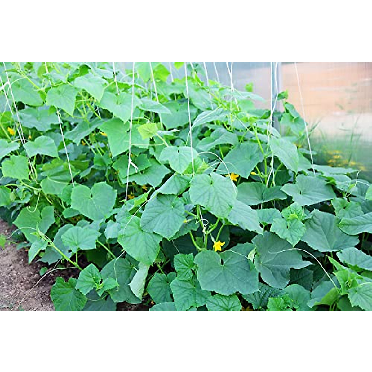 "Crispy Green" Cucumber Seeds for Planting, 25+ Seeds Per Packet, (Isla's Garden Seeds), Non GMO & Heirloom Seeds, Botanical Name: Cucumis sativus, Great Home Garden Gift