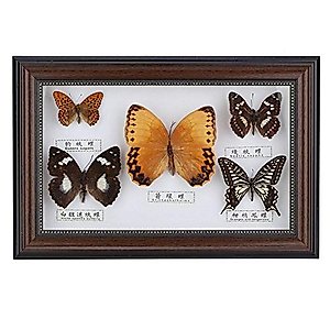 eboxer-1 Butterflies Specimen, Exquisite Butterflies Insect Specimen Crafts for Home Office Decorate Ornament Butterfly Wall Art, As a Gift for Friends and Family, 7.7 x 11.6 x 1.6 in (Black Frame)