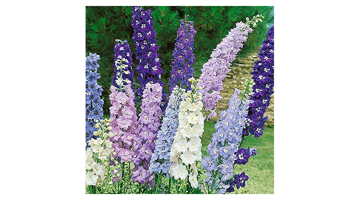 Delphinium Seeds - Magic Fountains Mix for Bright Gardens | Outsidepride