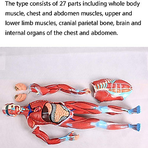 KINOFU Educational Model, Human Muscle Anatomical Model 80Cm Chest Human Internal Organs Anatomical Skeleton Model in Teaching to The Teaching Aids