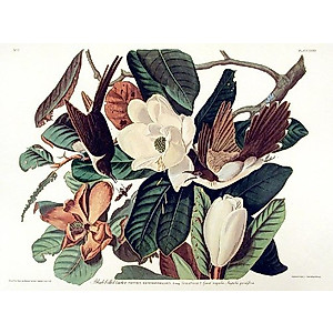 Black-billed Cuckoo. From"The Birds of America" (Amsterdam Edition)