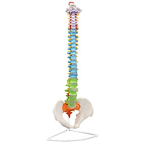 Flexible Human Spine Model with Pelvis - Color Coded Cervical, Thoracic & Lumbar Vertebrae - Life Sized, 31.5" Tall - Medical Quality for Chiropractors