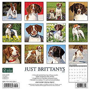 Willow Creek Press Brittanys Monthly 2024 Wall Calendar (12" x 12")