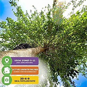 Dwarf Everbearing Black Mulberry Tree Live Plant - Morus nigra - Wellspring Gardens Premium Fruit Tress Live Plants - Great for Nature Lovers &amp; Gardeners - Perfect for Outdoor and Indoor Fruit Trees