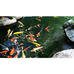 AlpineReach Koi Pond Netting Kit 15 x 20 ft Black Heavy Duty Woven Fine Mesh Net Cover for Leaves - Protects Koi Fish from Blue Heron Birds, Cats & Predators – Reusable & Stakes Included