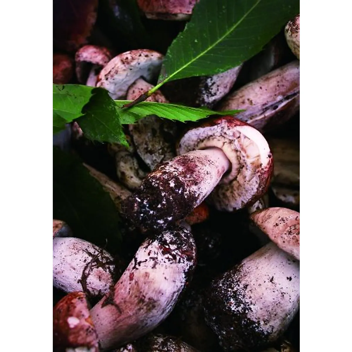 Sigma DP1x 14MP FOVEON CMOS Sensor Digital Camera and 2.5 Inch LCD