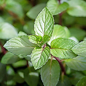 YEGAOL Garden Chocolate Mint Seeds 100Pcs Herb Seeds Non-GMO Perennial Fast-Growing Patio Container Garden Plant