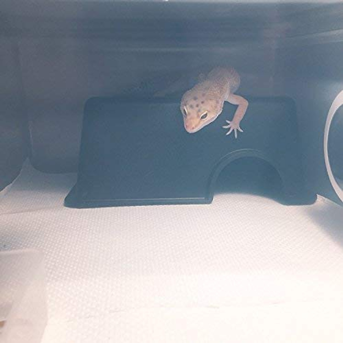 Wontee Reptile Hideout Box Small Animal Hide Cave for Snakes Lizards Leopard Gecko Rodents Spiders (S)