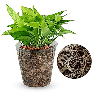 HOVEOX 100Pcs 3 Inch Plant Nursery Pots with 100Pcs Plant Labels, Transparent Plastic Gardening Pot Planting Containers Indoor Succulent herb Planter for Seedlings Succulent Vegetable