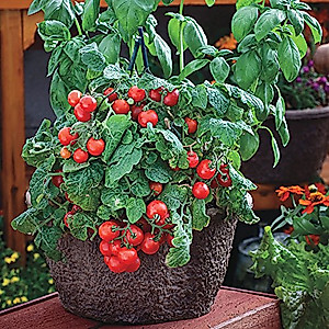 Park Seed Red Robin Tomato Seeds Fast-Growing Perfect for Patio Growing, Pack of 30 Seeds