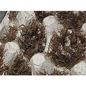 1000 Live Crickets - Small (2wk) 1/4" (Banded Cricket)