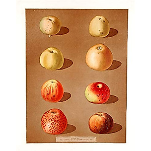 [Apples] Robertson's Pippin; Blanchard's Peppin; Lemon Pippin Apple; Aromatic Pippin; Embroidered Pippin