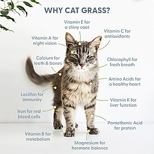 The Cat Ladies Cat Grass Growing kit with Organic Cat Grass Seed, Soil and Two Ceramic Planters with Bamboo Trays Natural Hairball Remedy