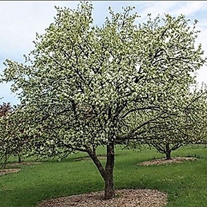 2 Dolgo Crabapple Trees Live Plants 12 to 22 Inc Tall, Crab Apple Fruits Crabapple Plants Seedling
