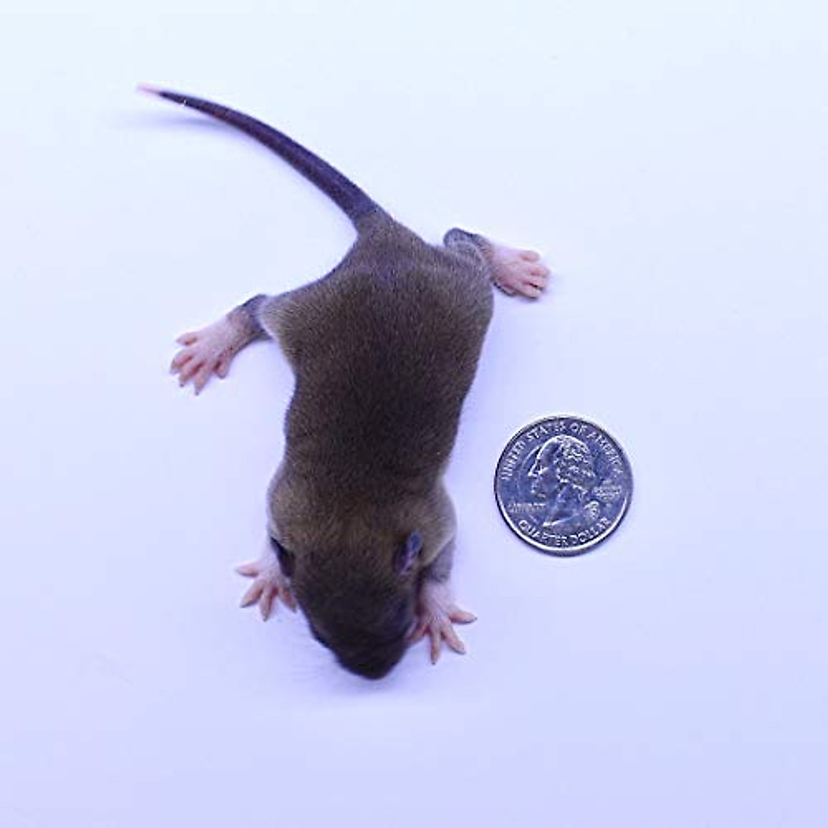 MiceDirect Frozen Rat Combo Pack of 20 Fuzzie & Pup Feeder Rats – 10 Rat Fuzzies & 10 Rat Pups - Food for Corn Snakes, Ball Pythons, Lizards and Other Pet Reptiles-Freshest Snake Feed Supplies