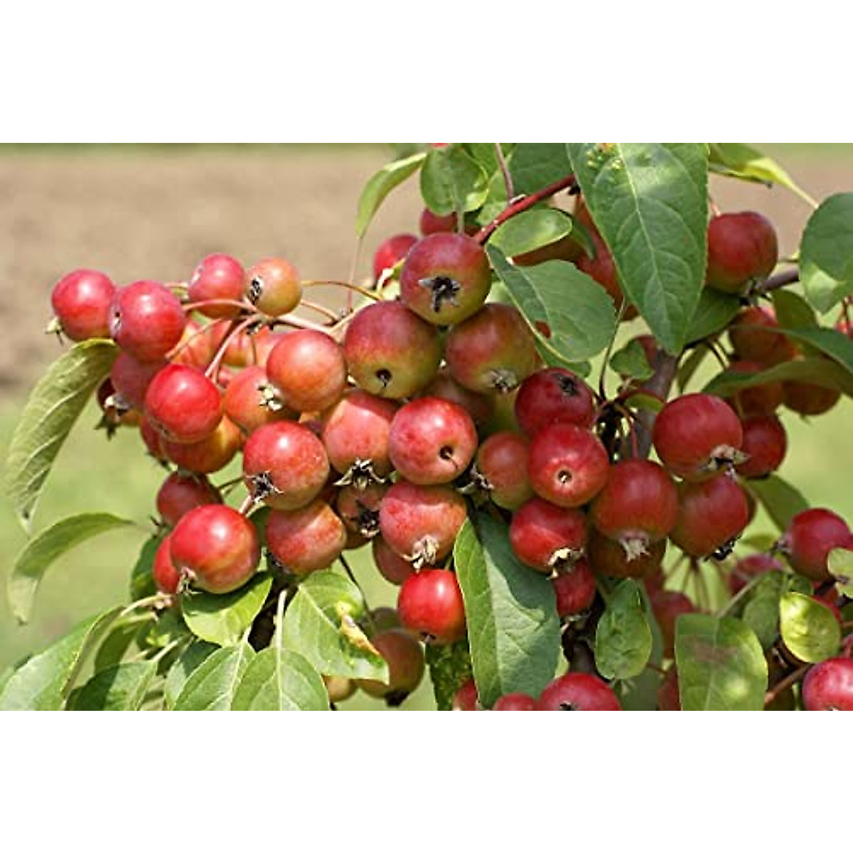 Sargent Crabapple Tree Live Plant 10-16" Tall DORMANT - Crab Apple Fruit - No Ship to CA, HI
