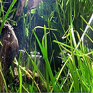 Jungle Vallisneria Spiralis Rooted Easy Background Live Aquarium Plants Decorations 3 Days Live Guaranteed by Mainam