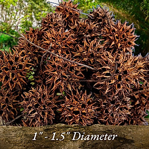Sweet Gum Tree Seed Pods for Reptiles, Amphibians, Isopds, Terrarium, Bioactive Enclosures, 20 Count of Large 1" - 1.5" Natural and Organic Hand Collected Spikey Balls