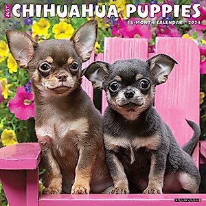 Willow Creek Press Chihuahua Puppies Monthly 2024 Wall Calendar (12" x 12")