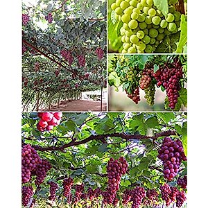 50+ Grape Seeds Vine Fruit Seed Fruit Plant Home Garden Non-GMO