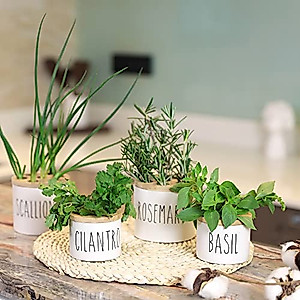 MaisoNovo Regrow Indoor Herb Garden Starter Kit for Kitchen Counter & Windowsill | Herb Garden Kit Indoor for Growing Fresh Herbs from Scraps in Water | Set of 4 Pods