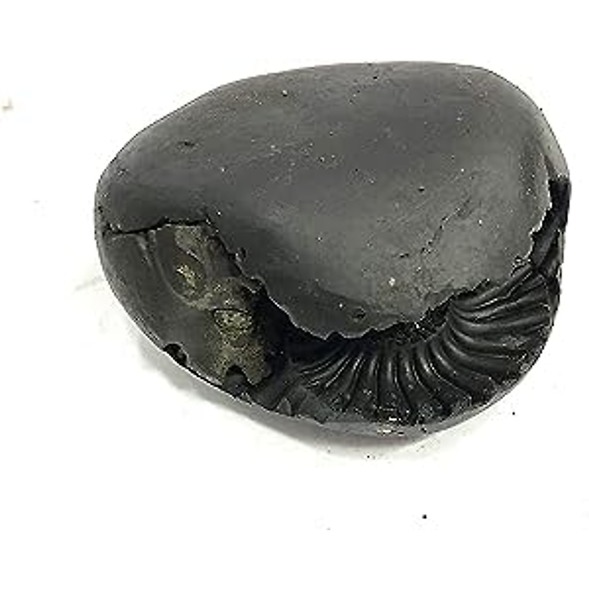 Lakshmi-Narsimha Nepal Gandaki River Shaligram Chakra Stone, (Size of Stone 4-6 cm), Pack of 1