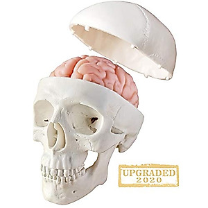 2023 New Human Skull Model,3 Part With 2-Part Human Brain;Half Life Size Skull with Brain;Human Head With Brain for Medical Teaching Learning, Art Sketch,Educational Display Tool Human Anatomy