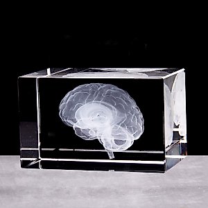 3D Human Brain Anatomical Model Paperweight(Laser Etched) in Crystal Glass Cube Science Gift (No Included LED Base)(3.1x2x2 inch)