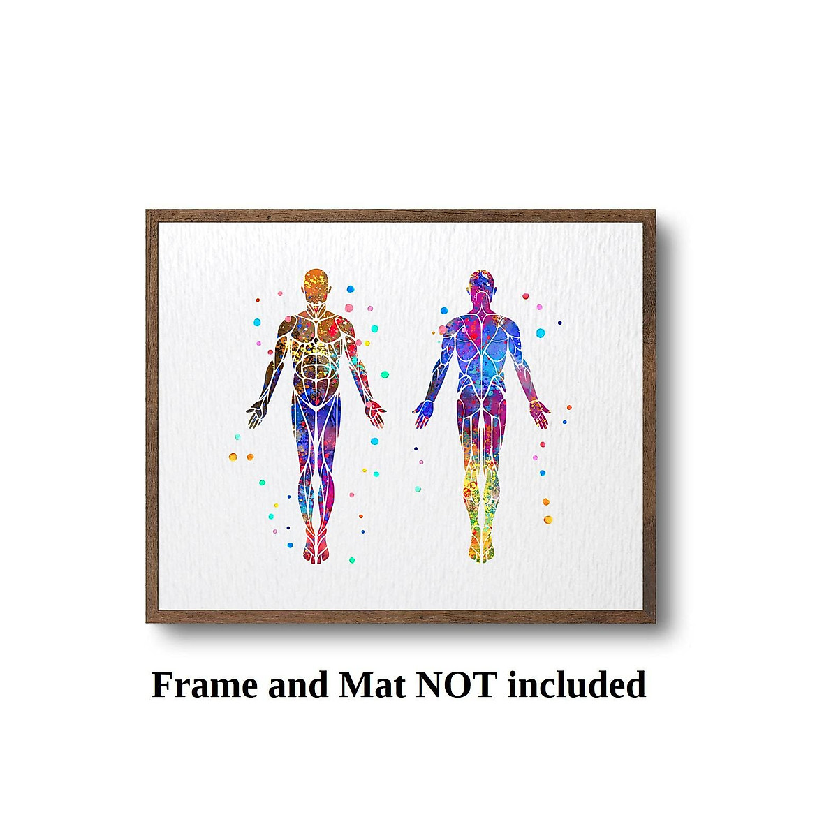 Dignovel Studios 8X10 Unframed Muscular System Human Body Anatomy Watercolor Art Print Poster Housewarming Wall Giclee Office Home Decor DN532