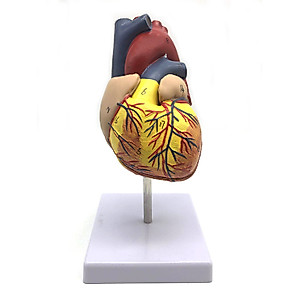 XINDAM 1: 1 Human Heart Model, Anatomically Accurate Heart Model Life Size Human Skeleton Anatomy for Science Classroom Study Display Teaching Medical Model
