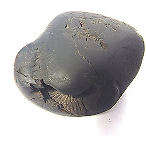 XUETZALCOATL Sacred Adwaitya Achharya Shaligram Nepal Kali Gandaki