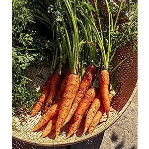 Burpee Scarlet Nantes Carrot Seeds 3000 seeds