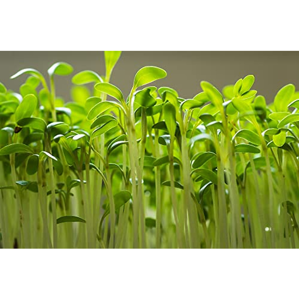 Curled Cress Seeds for Planting, aka "Garden Cress", 500+ Heirloom Seeds Per Packet, (Isla's Garden Seeds), Non GMO Seeds, Botanical Name: Lepidium sativum, Great Home Herb Garden Gift