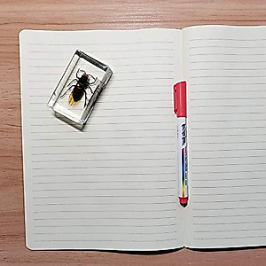 Real Asian Ground Hornet Insect Specimens In Resin Paperweight Crafts, Animal Taxidermy Collection for Science Education & Desk Ornament (Asian Ground Hornet)