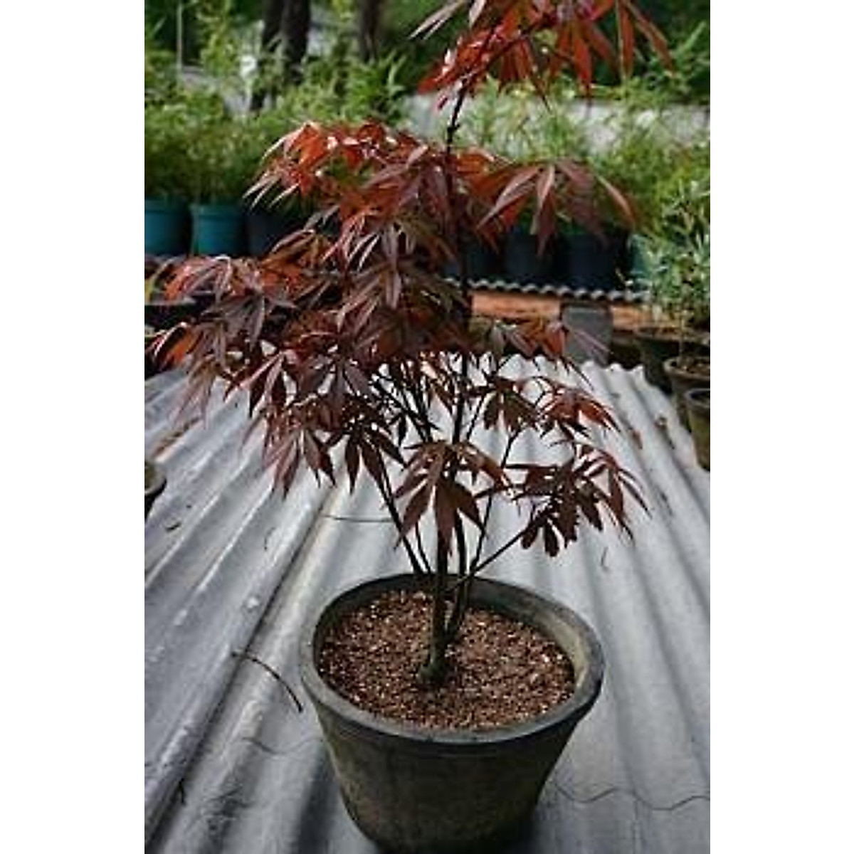 Suminagashi Japanese Maple 10 Seeds- Outdoors or Bonsai