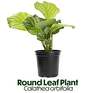 Calathea Prayer Plants Live House Plants Kit (4 PK), Calathea Plant Live Indoor Plants Live Houseplants, Live House Plants Indoors Live Plants Indoor, Live Indoor House Plants Live by Plants for Pets