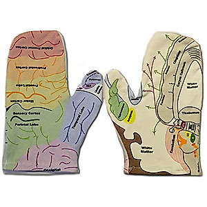 Handy Brain Model B-1.2 (adult medium)