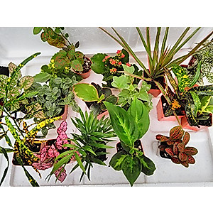 Terrarium & Fairy Garden Plants - 5 Plants in 2.5 (Is Approximately 4 to 6 Inches Height of the Plant)