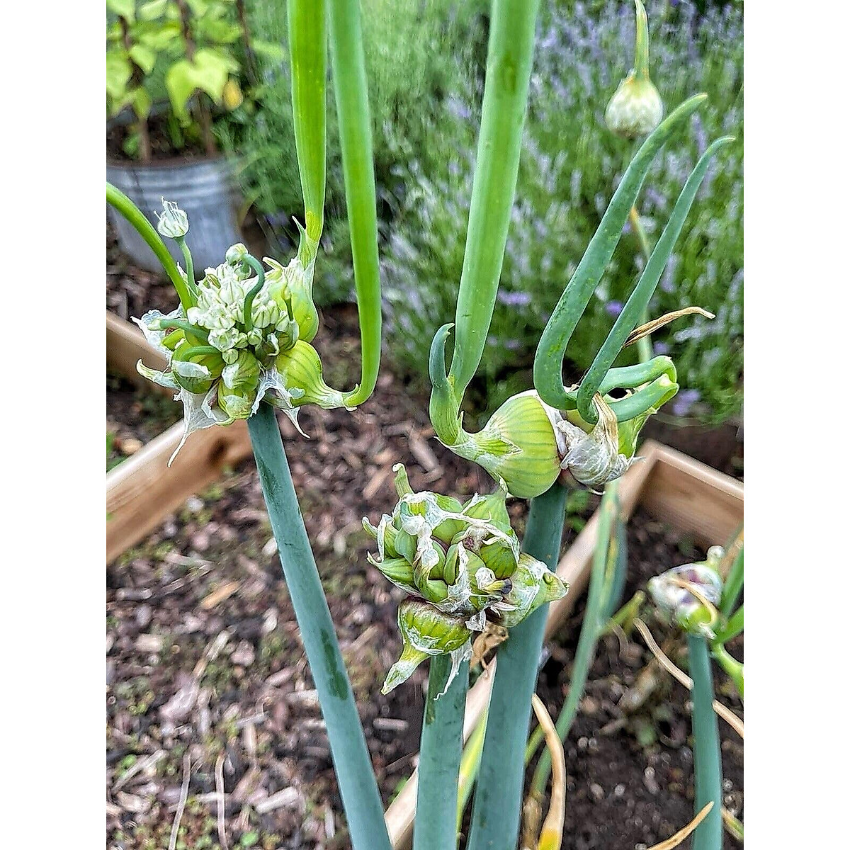 25 Egyptian Walking Onion Bulbs Walking Onion Egyptian Onion Bulbs