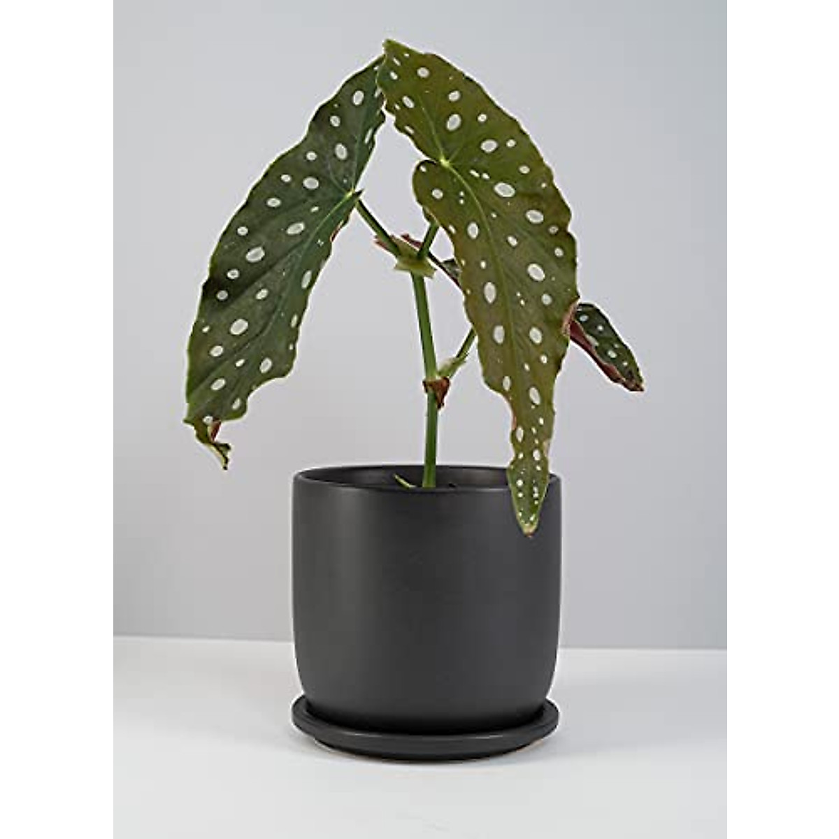 Serene Spaces Living Large Classy Matte Black Ceramic Pot with Drainage Holes and Saucer for Plants and Flowers, Decorative Outdoor/Indoor Planters, Measures 6" Diameter & 5.75" Tall