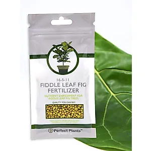 Fiddle Leaf Fig Slow-Release Fertilizer by Perfect Plants - Resealable 5oz. Bag - Consistent Nutrient Enrichment - for Indoor and Outdoor Use on All Ficus Varieties