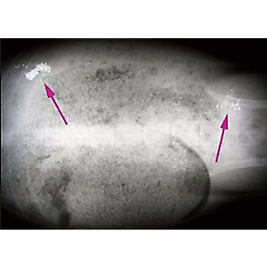 UltraCruz - sc-363825 Goat Copper Bolus Supplement for Adult Goats, 100 Count X 4 Grams