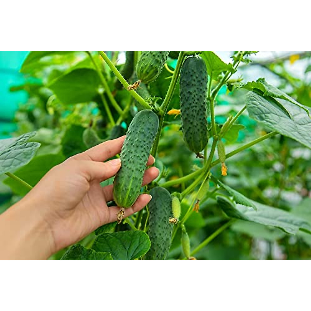 Boston Pickling Cucumber Seeds for Planting - 100+ Heirloom Seeds Per Packet, (Isla's Garden Seeds), Non-GMO Seeds, Botanical Name; Cucumis Sativus, Boston Seeds Great Home Garden Gift